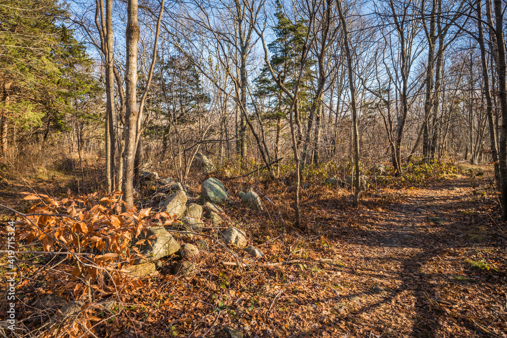 USA, Massachusetts, Cape Ann, Gloucester. Dogtown Commons, forest ...