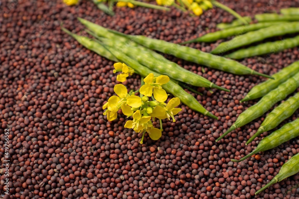Mustard Seeds In Marathi