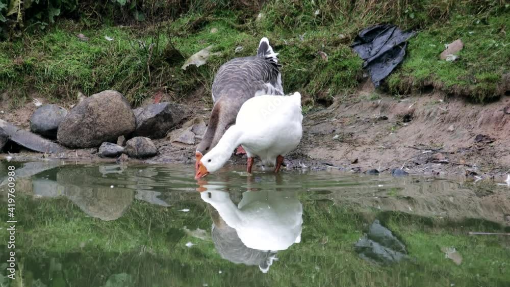 Two geese of different breeds drink water with their beaks from a muddy ...
