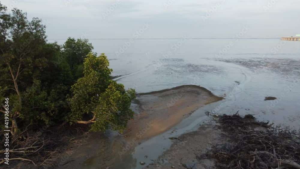 Panning view of dry fall mangrove tree at coastal. Back is Penang ...