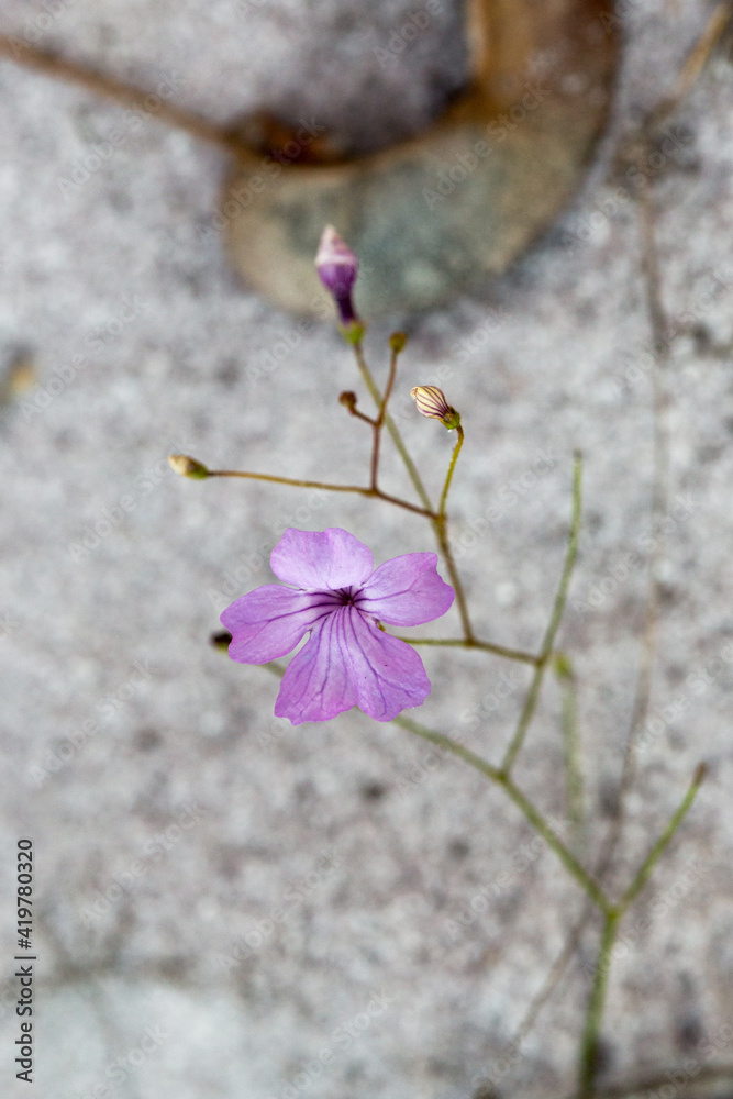 Brazilian Wildflower: Pink flower of the extremely rare Philcoxia ...