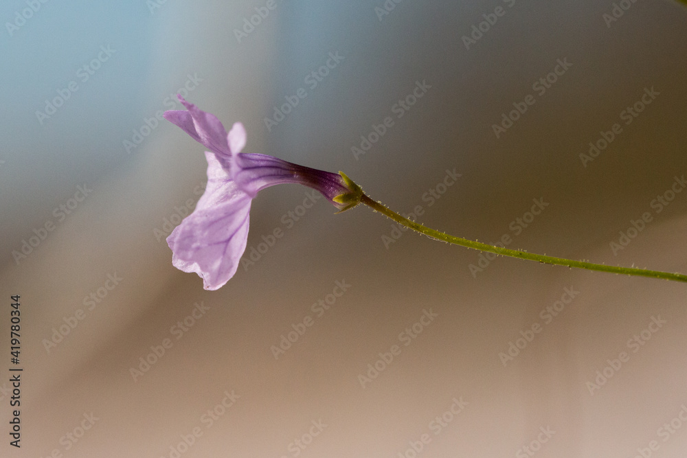 Foto de Side view of a single flower of the carnivorous plant Philcoxia ...
