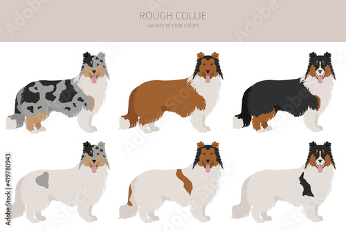 Border Collie Color Chart