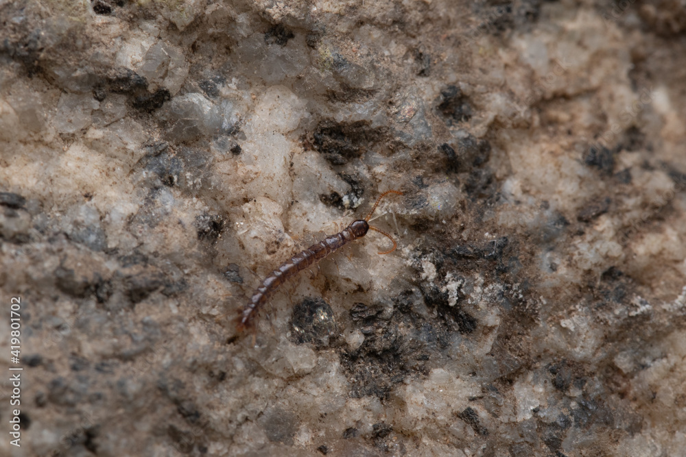 Top view of Lithobius forficatus, most commonly known as the brown ...