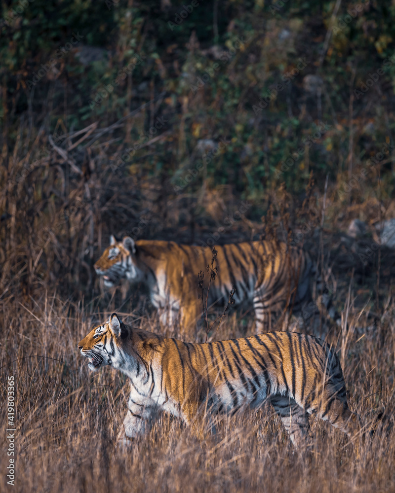 Tigers Stalking Prey