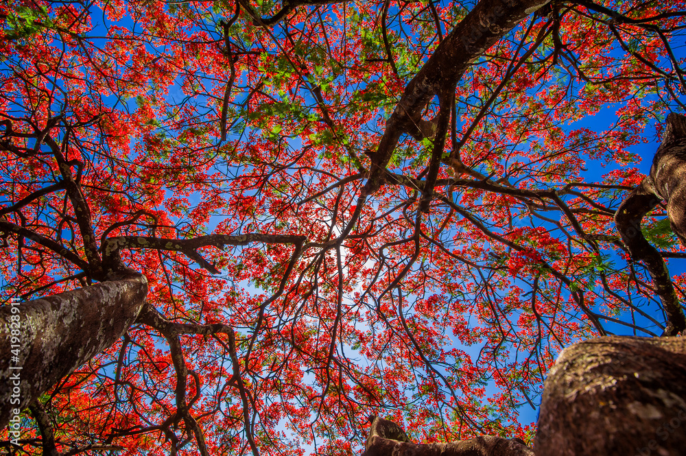 Flamboyant tree blooming, beautiful nature (Delonix regia) Stock Photo ...