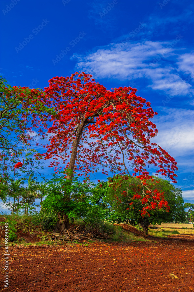 Flamboyant tree blooming, beautiful nature (Delonix regia) Stock Photo ...