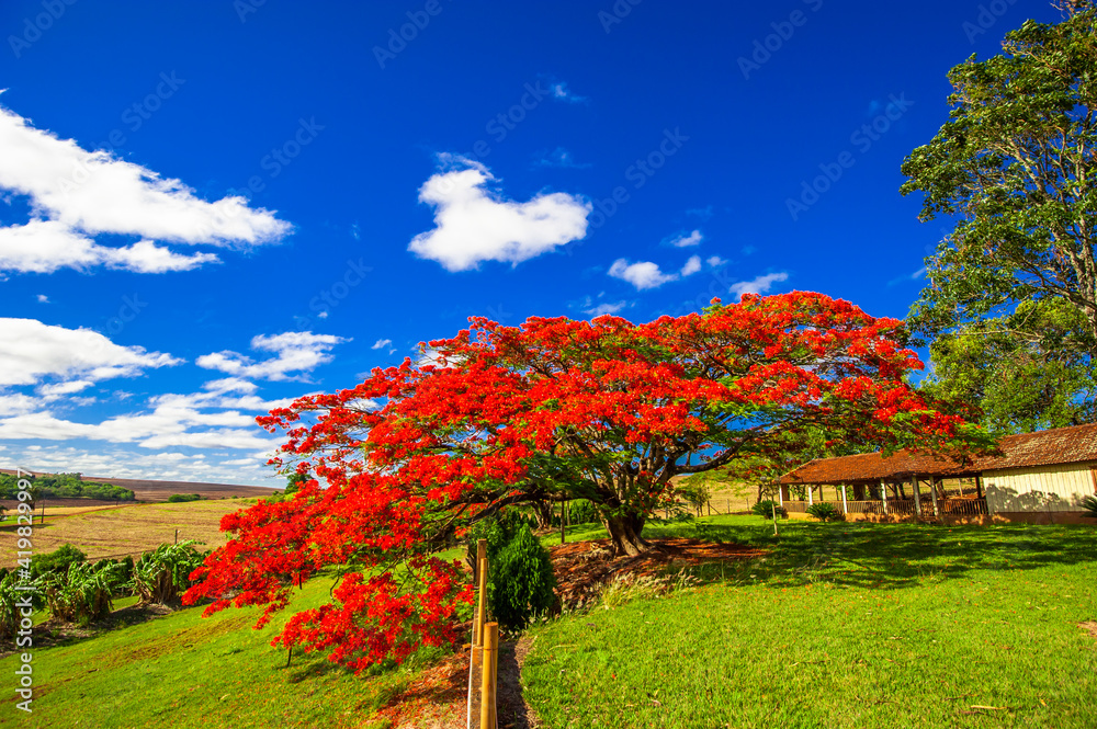 Photo & Art Print Flamboyant tree blooming, beautiful nature (Delonix ...