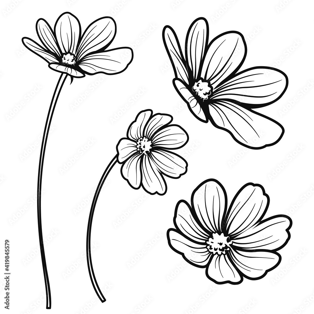 Flower line drawing. Line art vector illustration. This illustration ...