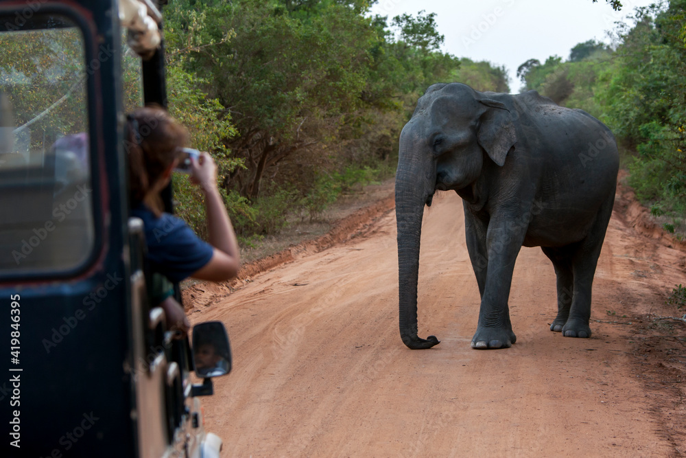 Yala National Park Elephant