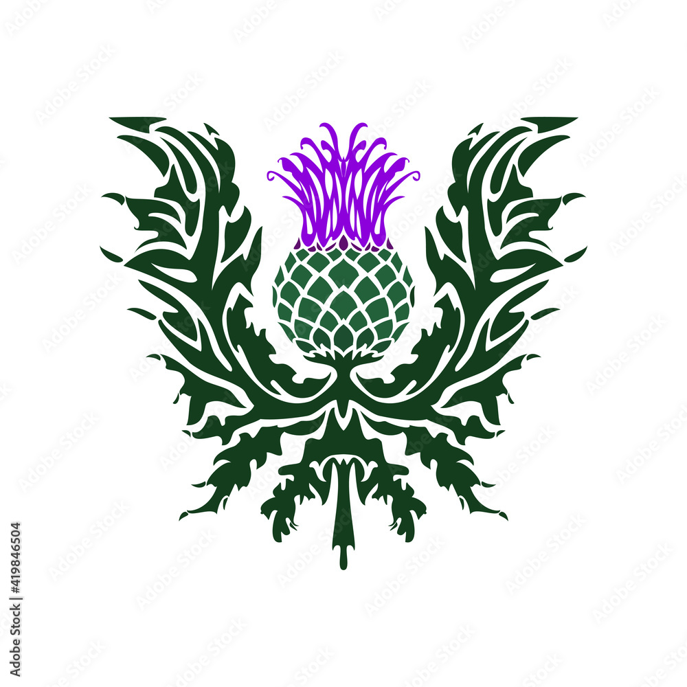 Thistle is the symbol of Scotland. Flower with leaves isolated on a ...