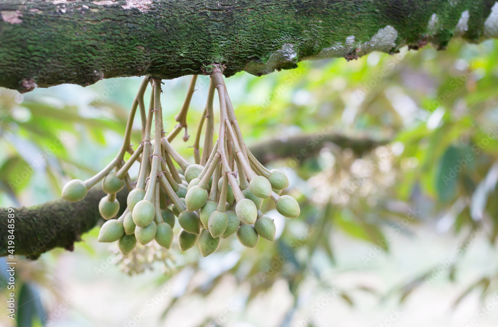 King of fruits, Close up durian flowers from the branched of durian ...