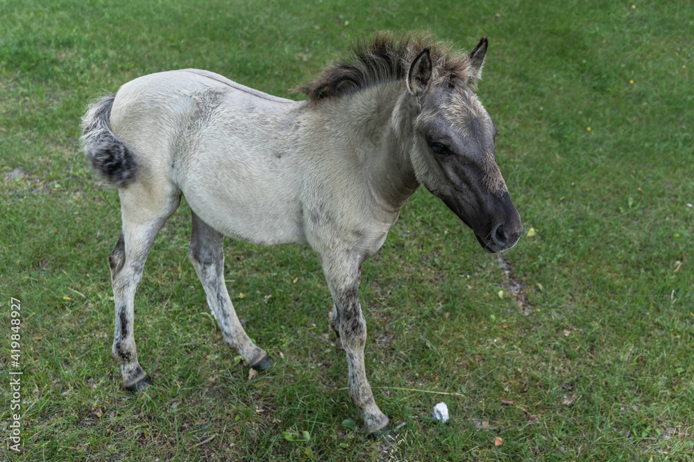 Foal of Polish primitive horse aka Konik aka Equus ferus caballus Stock ...