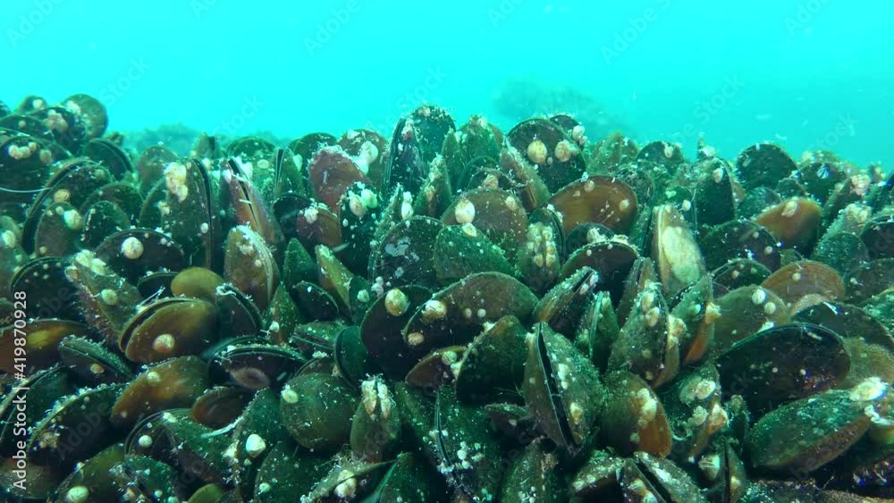 Stone overgrown Mussel (Mytilus edulis) by which the flow carries ...