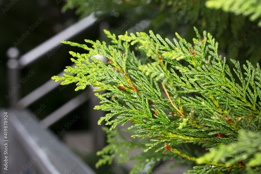 cedar tree, cedar tree, Chamaecyparis, common names cypress or false ...