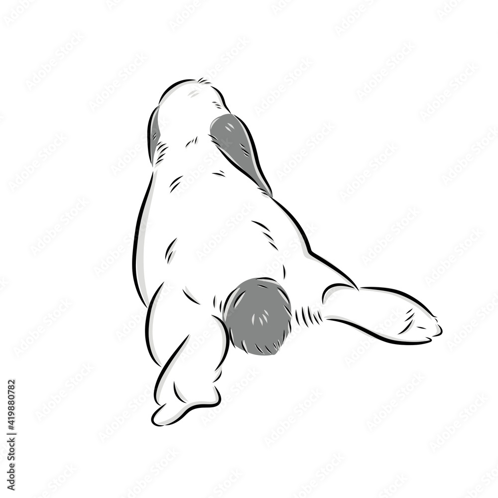 Drawing illustration of cute holland lop bunny on white background ...