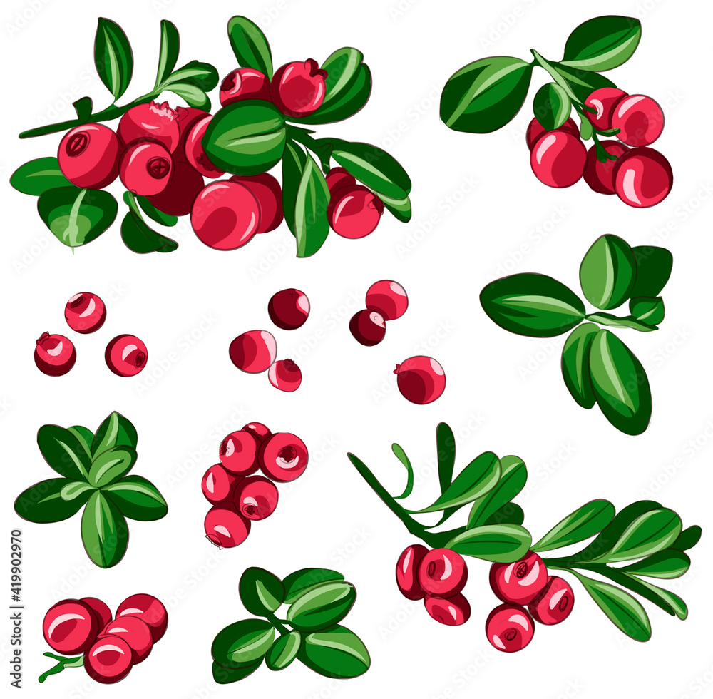 collection of red cranberry patterns. berry pattern Stock-Illustration ...