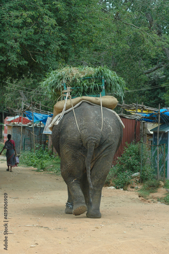 work elephant carrying a load of hay Stock Photo | Adobe Stock
