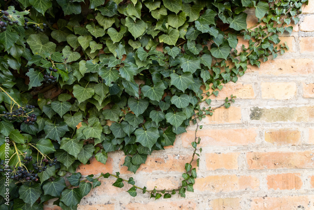 Foto de Background formed by ivy on the wall. A carpet of ivy is ...