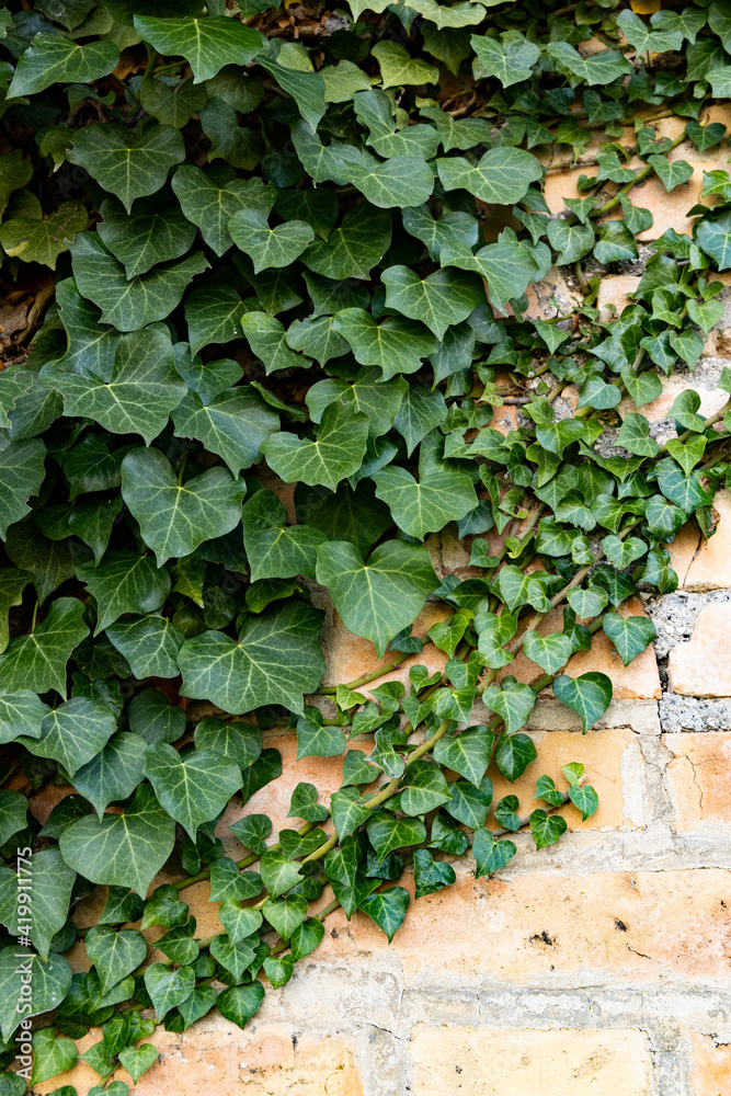 Background formed by ivy on the wall. A carpet of ivy is clinging to ...
