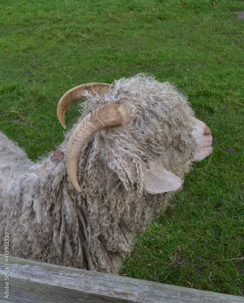 Angora goat flaunts horns on English farm with beautiful mohair wool ...