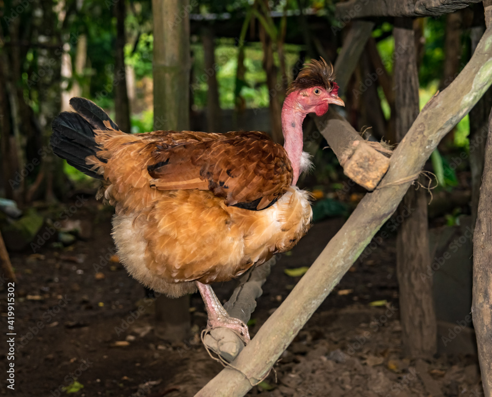 Gallina de patio conocida en Panamá como pescuezipelada, con el cual se ...