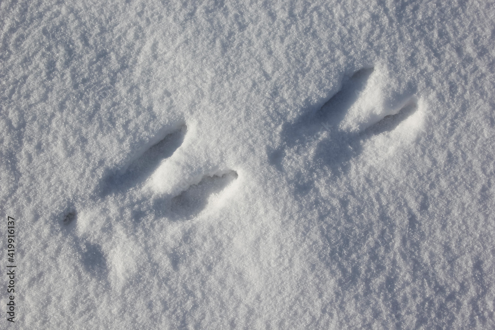 Moose Footprints In Snow