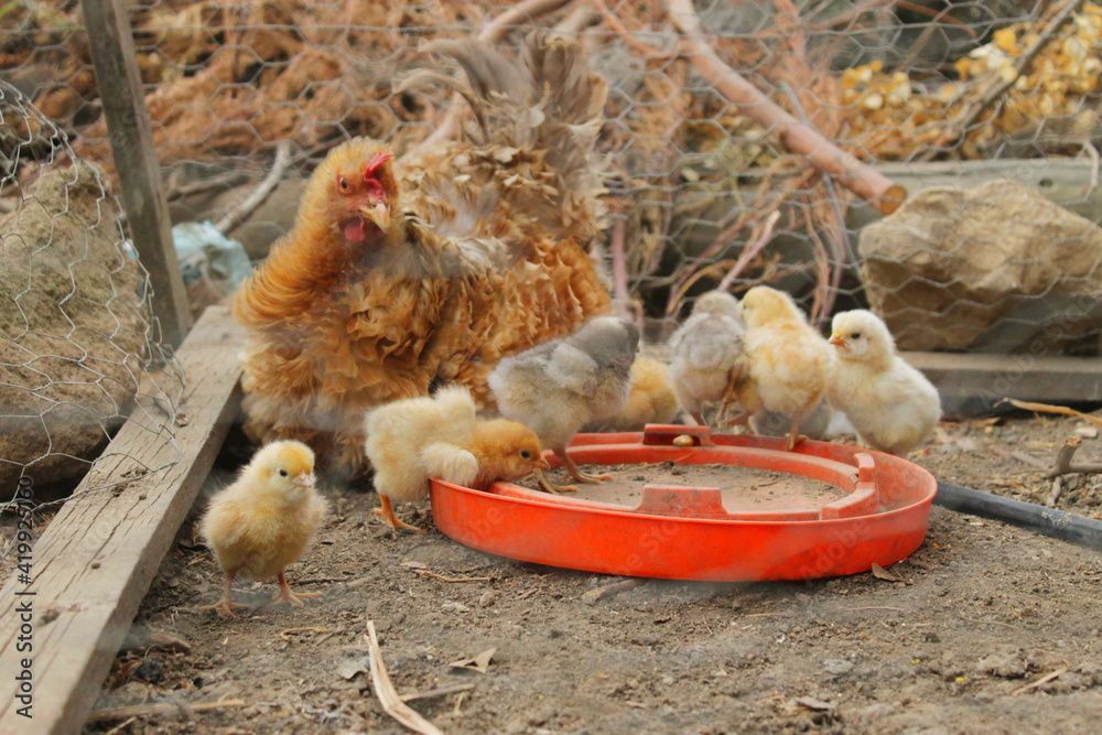 Gallina con sus pollos en un corral en la granja. Stock Photo | Adobe Stock