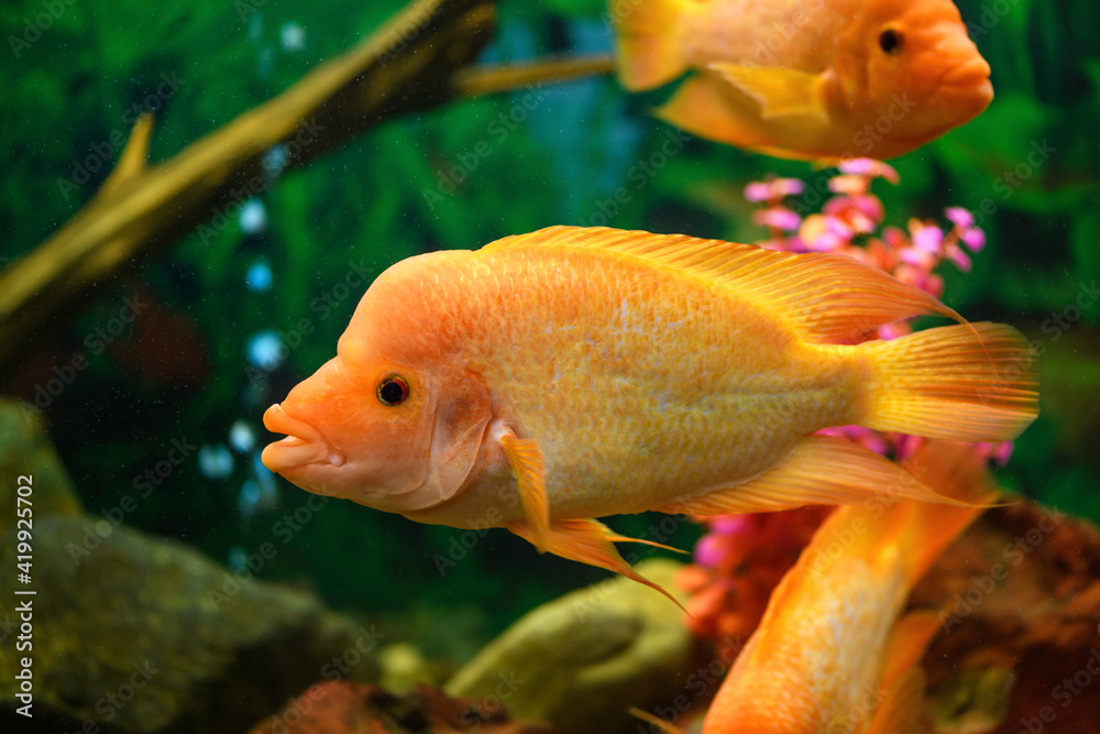 Big Cichlasoma labiatum fish swims in an aquarium. (Amphilophus ...