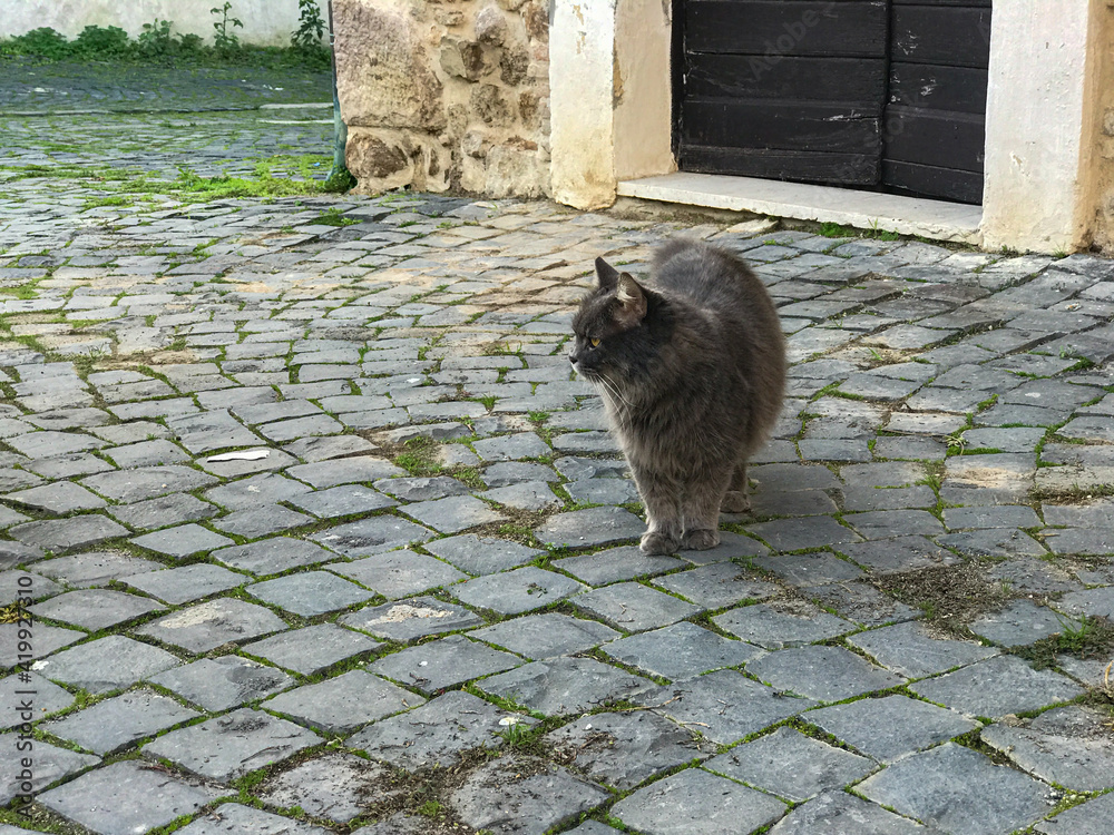 Gatto Stock Photo | Adobe Stock