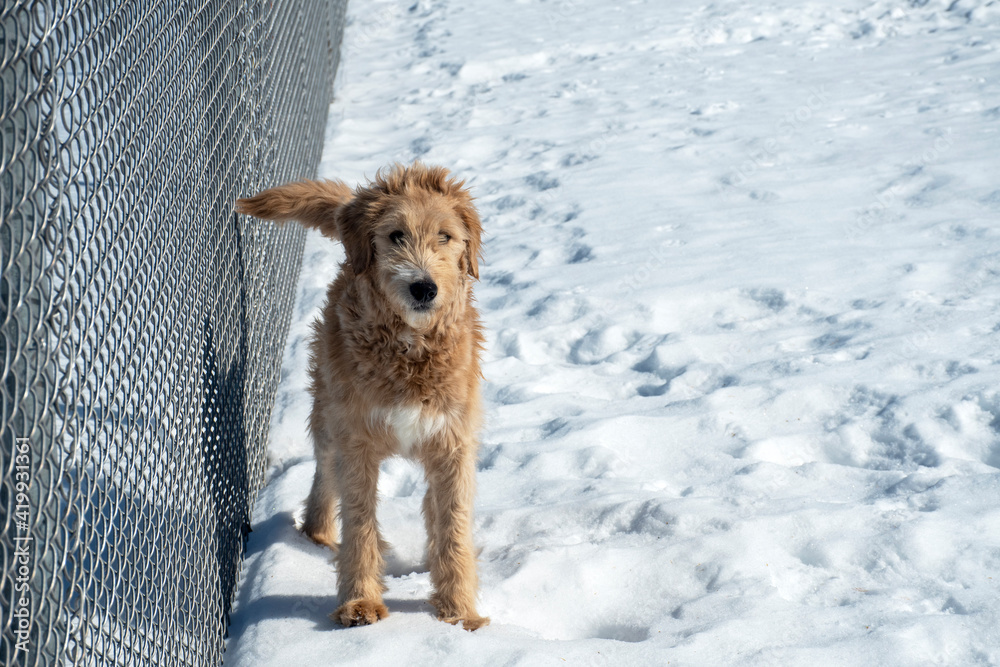 Young Golden Doodle in the snow near a fence Stock Photo | Adobe Stock
