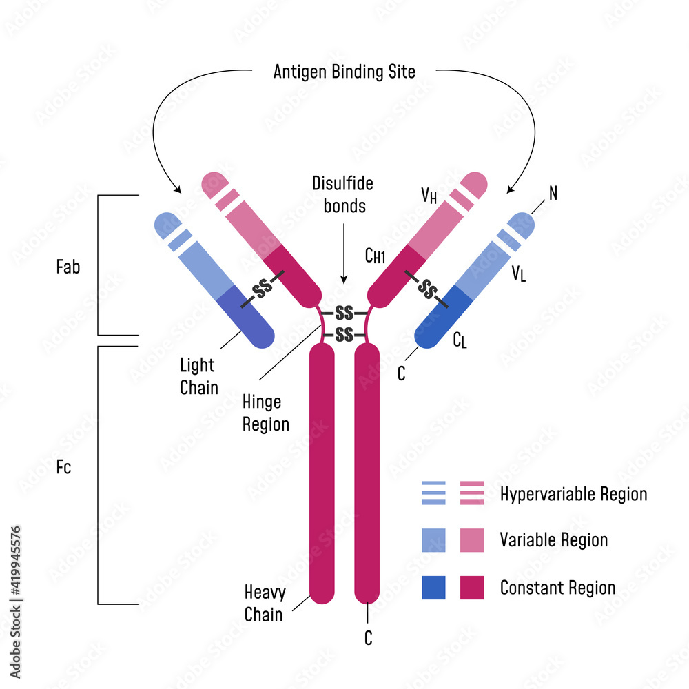 Immune System. Immunoglobulin Structure Ig Antibody Diagram. Stock ...