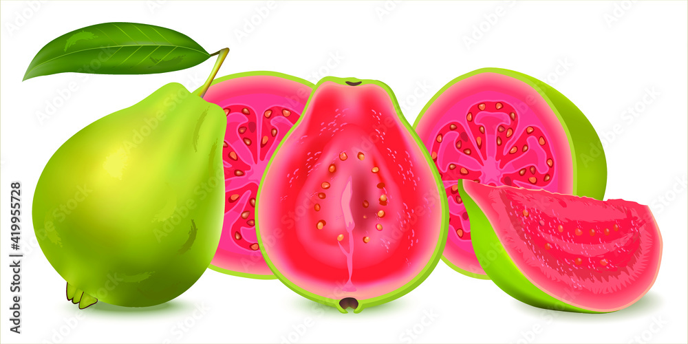 Realistic vector illustration guava. Fresh whole guava with leaves ...