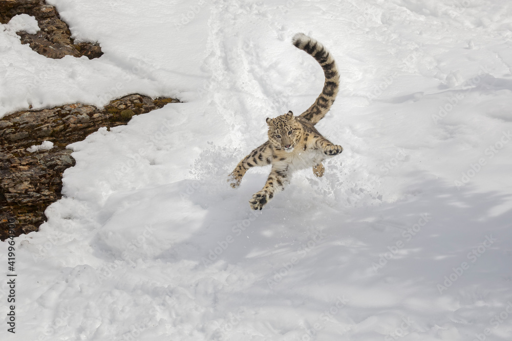 Snow Leopard Leaping