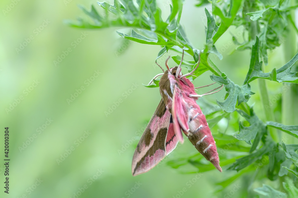 The elephant hawk moth or large elephant hawk moth (Deilephila elpenor ...