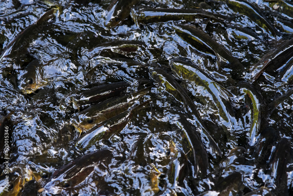 Water ripples with lots of fish underneath the crystal clear river ...