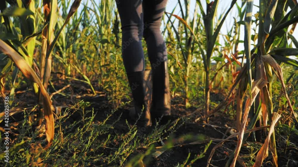 Female feet in rubber boots stepping through the corn stalks on the ...