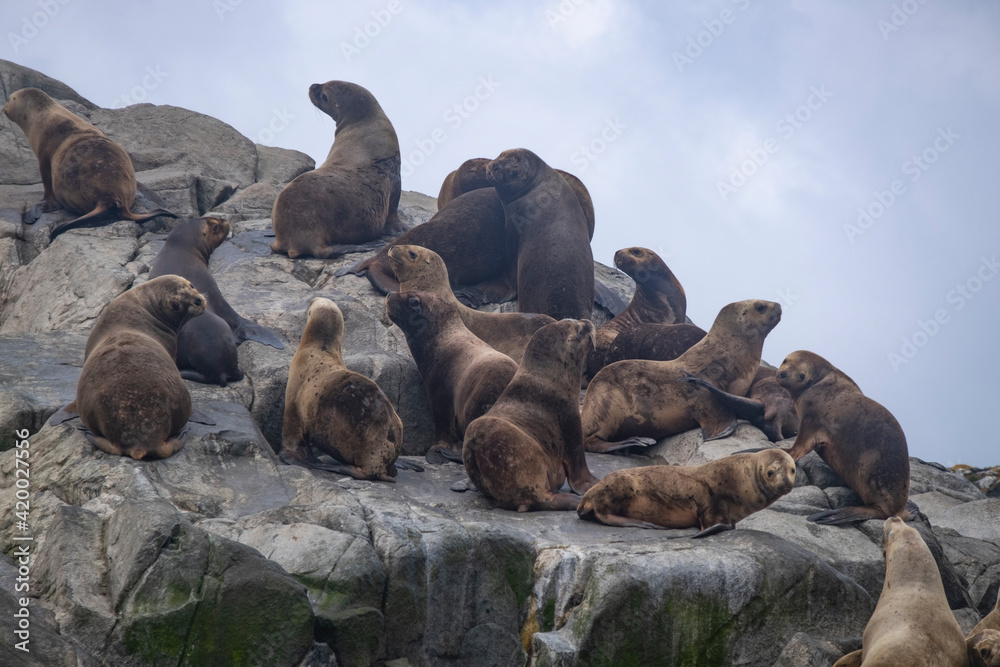 Seals in one of the small islands in Cabo de Hornos (Cape Horn) in ...