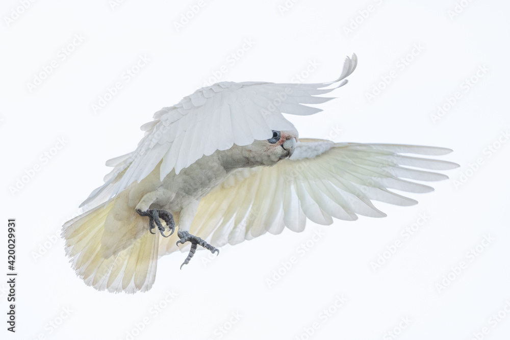 Foto de Little corella in flight (Cacatua sanguinea), also known as the ...