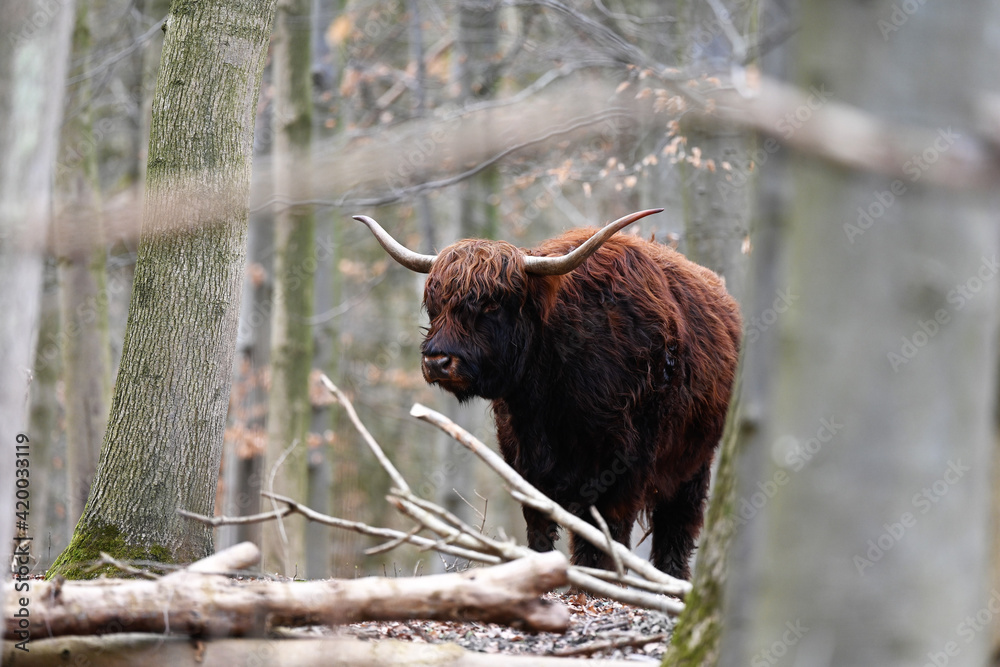 cow, animal, cattle, highland, horns, bison, bull, mammal, grass ...