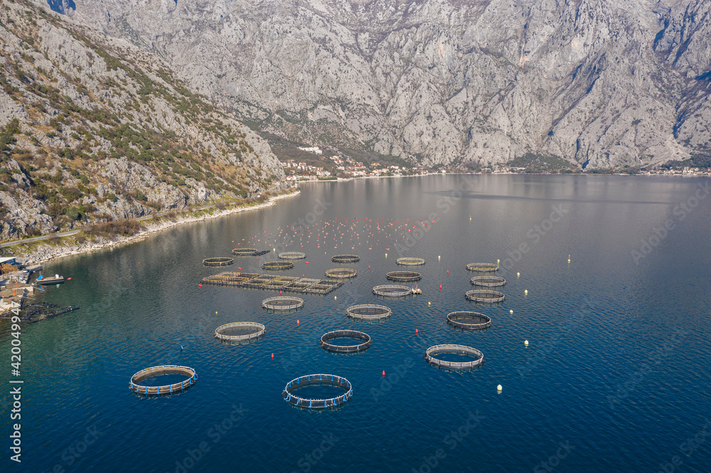 Aerial shoot of oysters, mussels and fish farming with traps and buoys ...