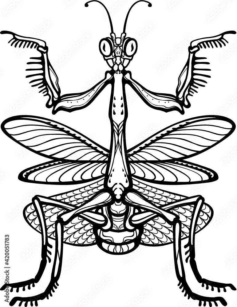 Graphic decorative image of the Mantis. The linear drawing isolated on ...