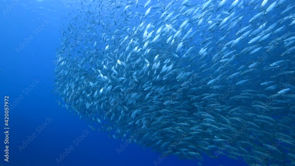 Bait ball, school of fish in turquoise water of coral reef in Caribbean ...