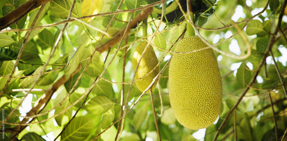 Young Jackfruit, Jack Tree. Tropical Fruit and Commonly Used in South ...