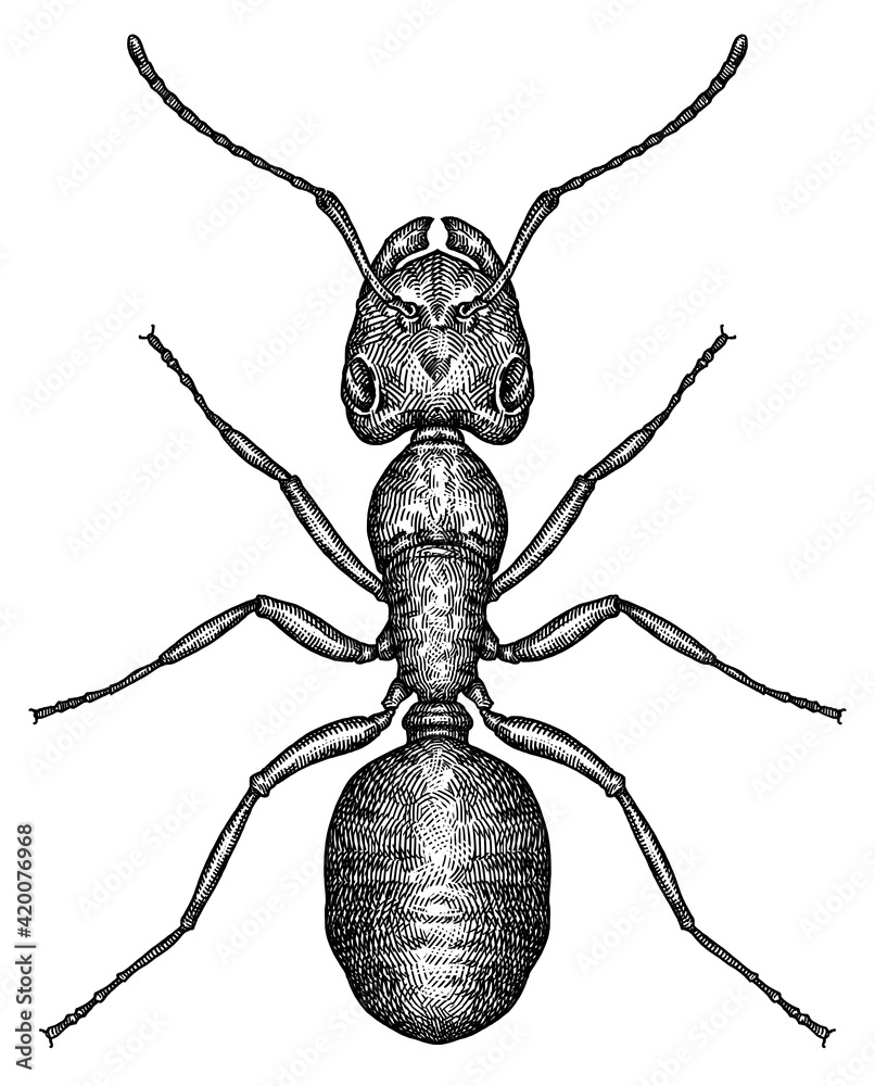 Engrave isolated ant hand drawn graphic illustration Stock Illustration ...