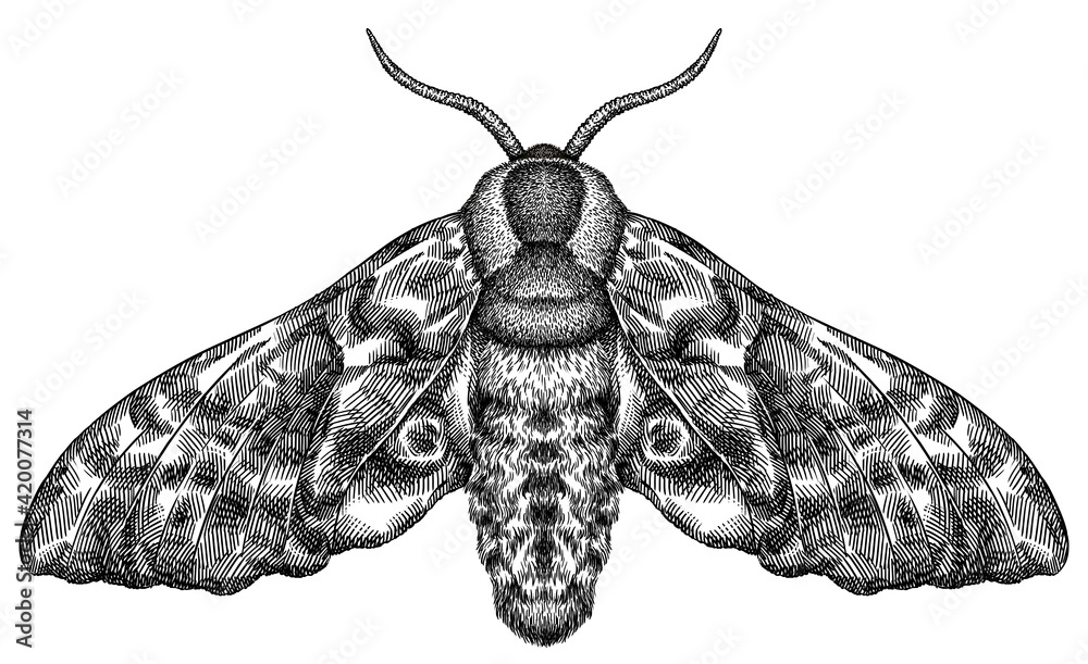 Engrave isolated moth hand drawn graphic illustration Stock ...