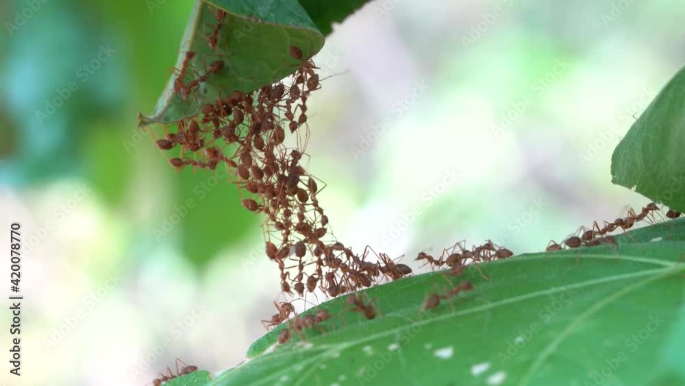 Ant action standing.Ant bridge unity team,Concept team work together ...