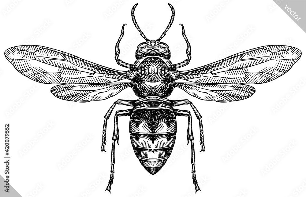 Engrave isolated wasp hand drawn graphic illustration Stock Vector ...