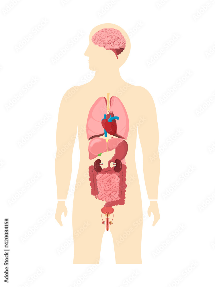 Human body internal organs. Anatomy of body. heart, brain, liver ...