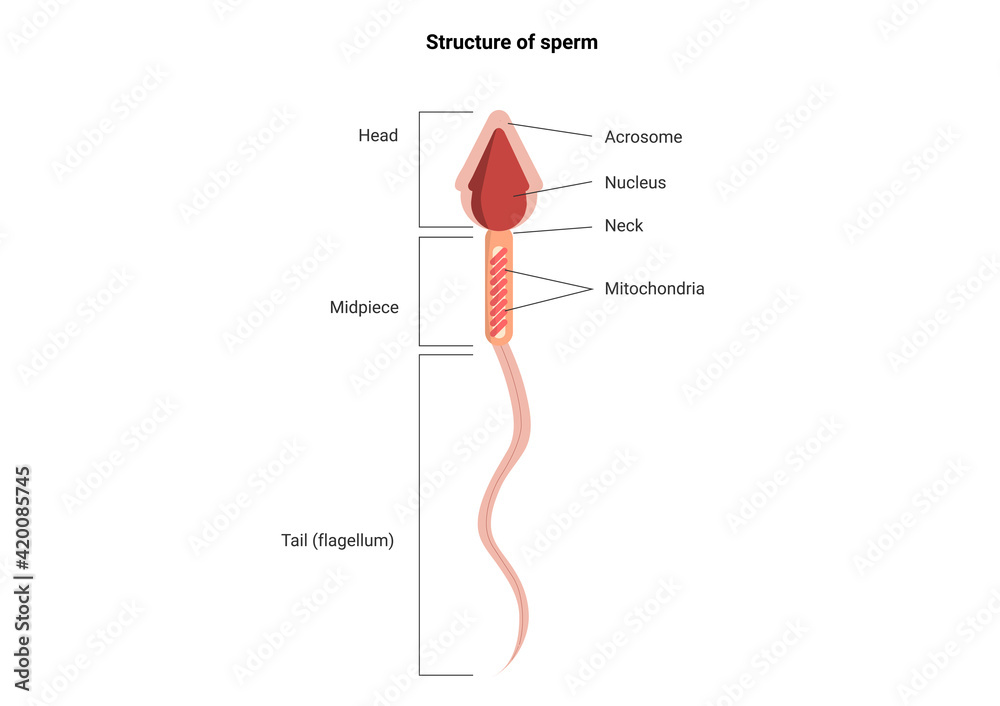 Structure of spermatozoon with main parts labeled. Human Sperm cell ... Structure of spermatozoon with main parts labeled. Human Sperm cell ...